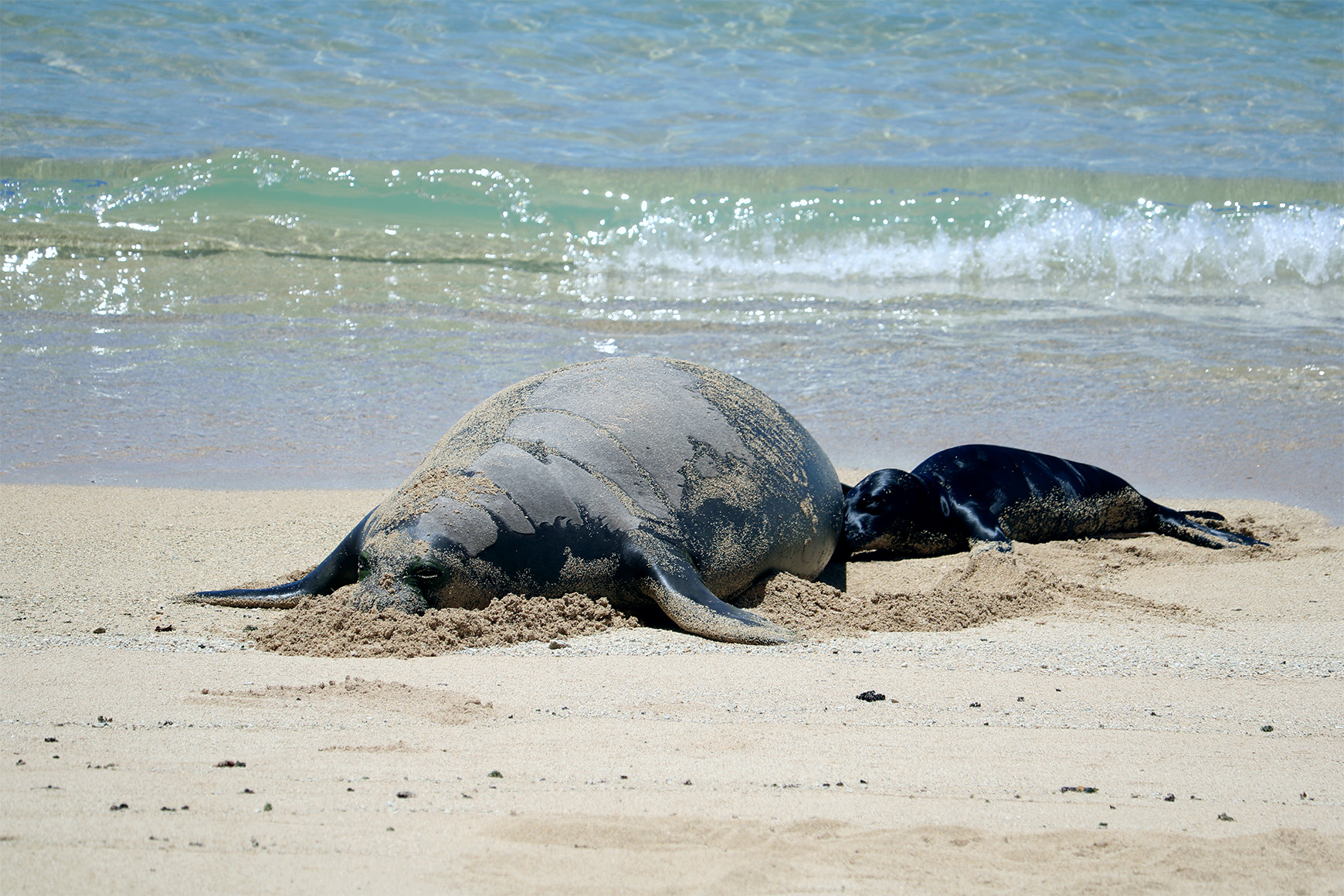 Hawaiian monk seal gives birth on Waikiki beach | News, Sports, Jobs ...